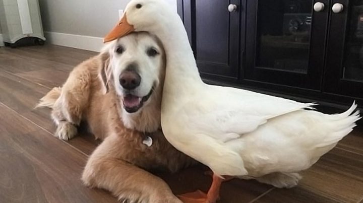 La improbabilidad de una amistad entre un perro y un pato - Radio Turquesa